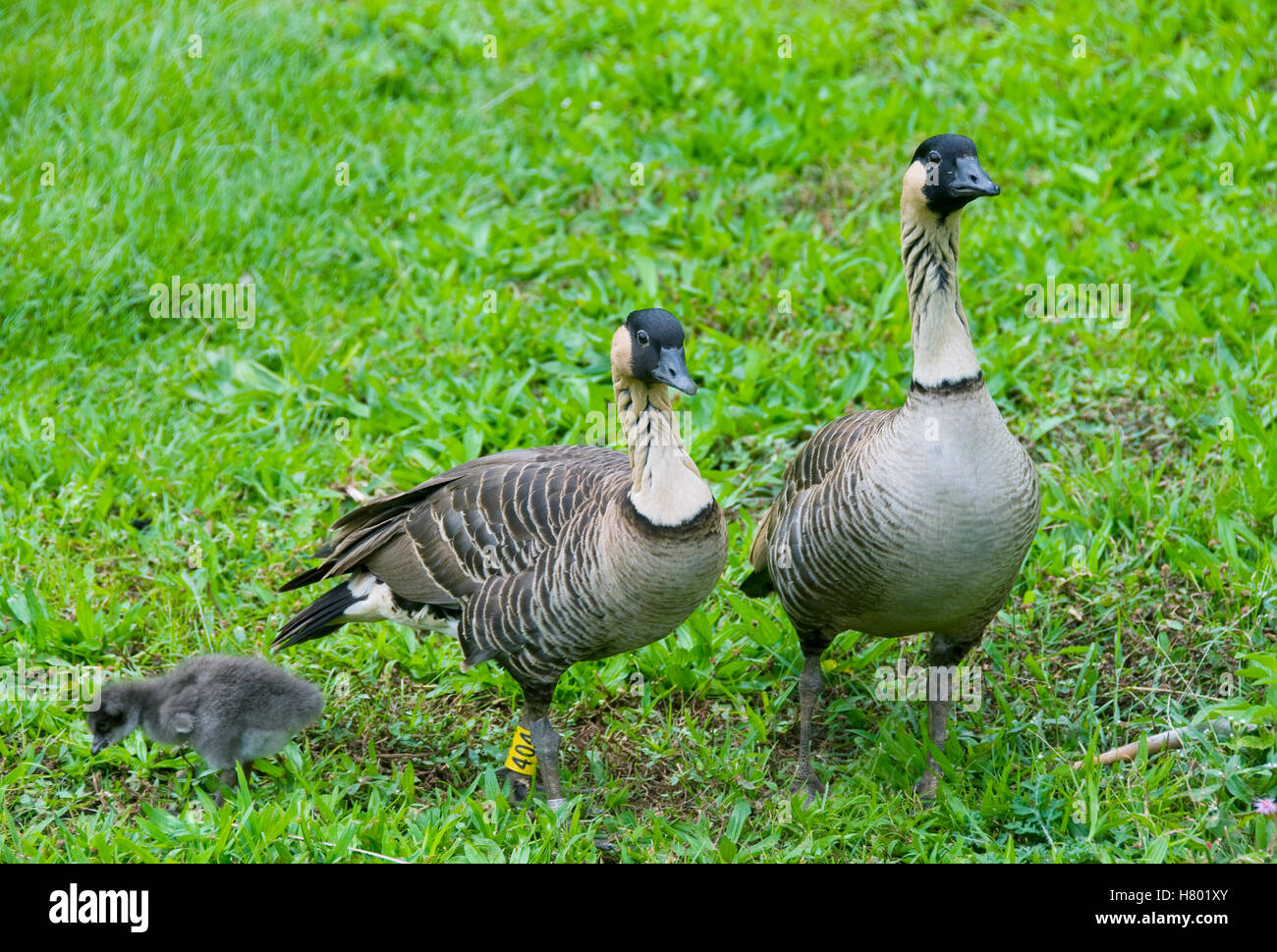 Nene (Branta sandvicensis) family, Kauai, Hawaii Stock Photo - Alamy
