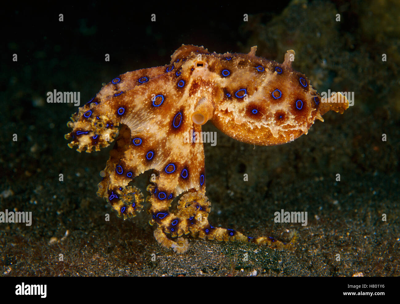 Greater Blue-ringed Octopus (Hapalochlaena lunulata), Indonesia Stock ...