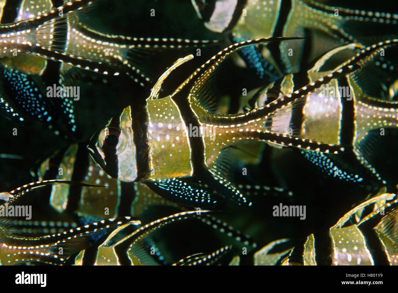 Bangaii Cardinalfish (Pterapogon kauderni) school, Indonesia Stock ...