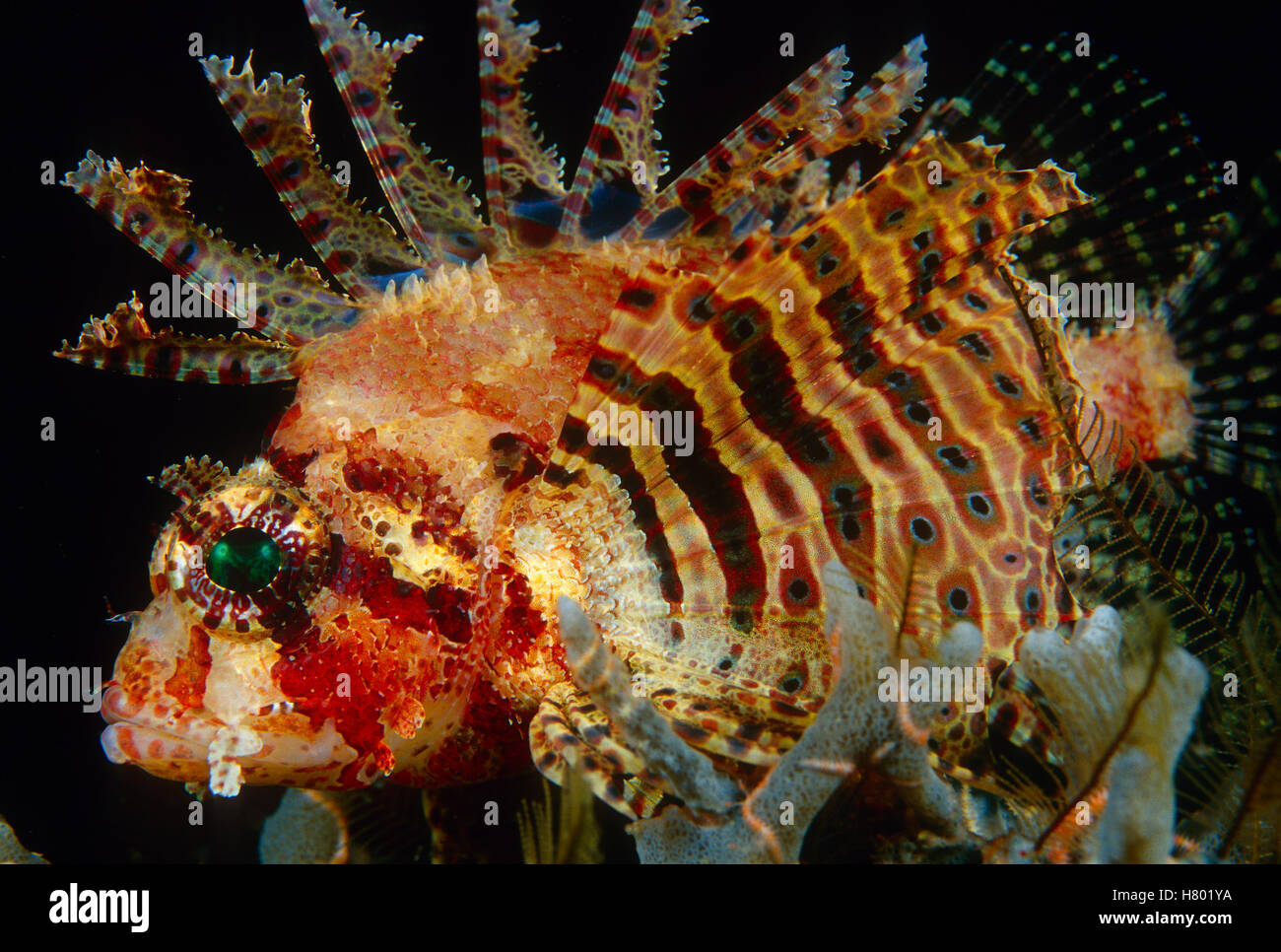 Shortfin Turkeyfish (Dendrochirus brachypterus), Indonesia Stock Photo ...