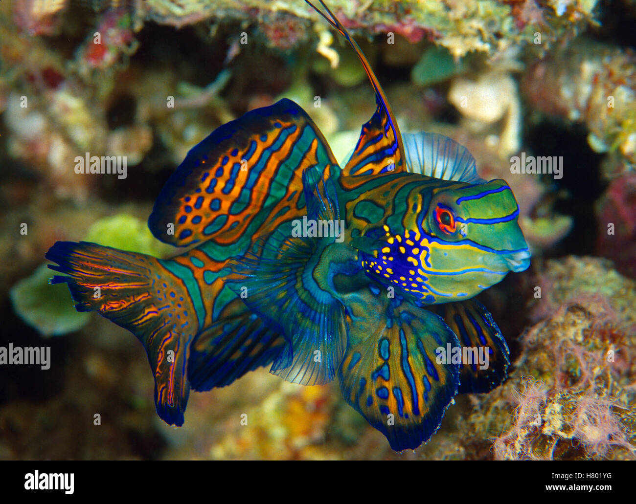 Mandarinfish (Synchiropus splendidus), Indonesia Stock Photo - Alamy
