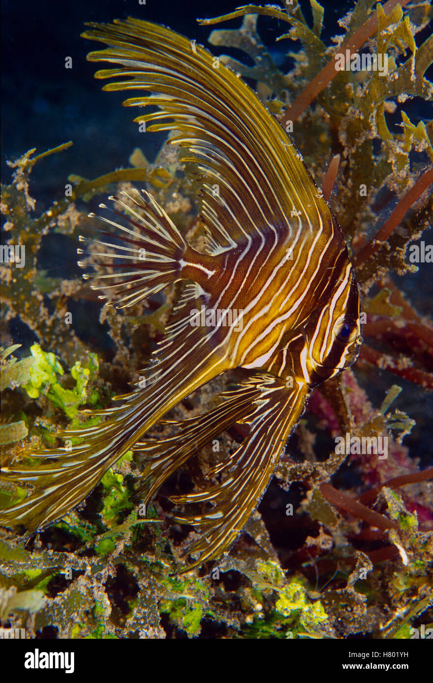 Batavian Batfish (Platax batavianus) juvenile, Indonesia Stock Photo ...