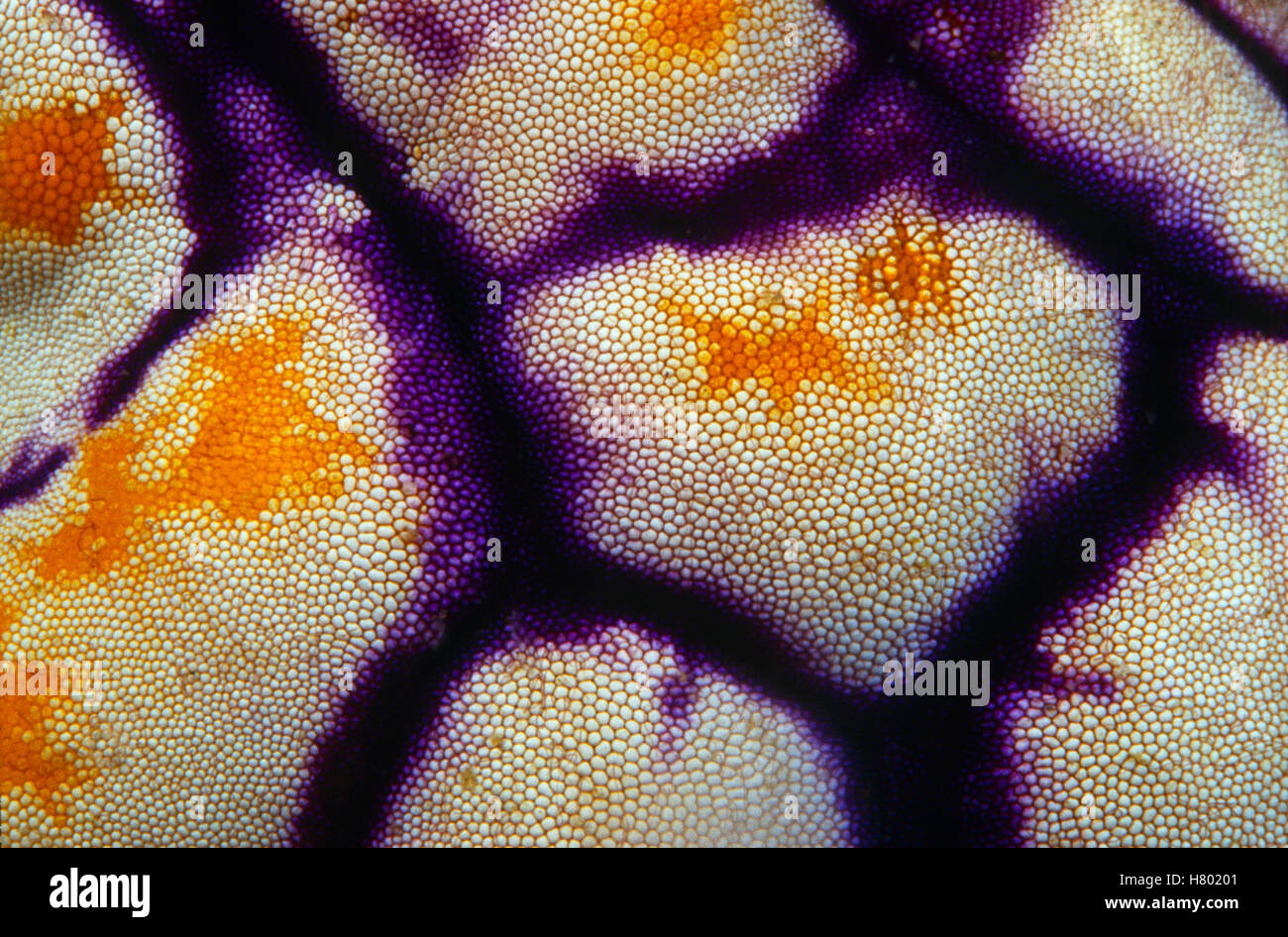 Ink-spot Ascidian (Polycarpa aurata) tunicate, Indonesia Stock Photo ...
