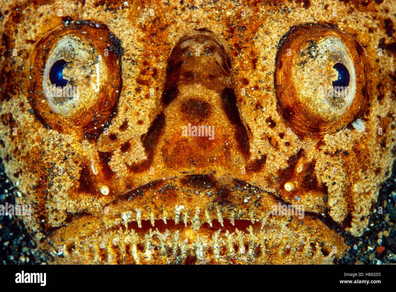 Stargazer (Uranoscopus sp) face showing eyes and teeth, Indonesia Stock ...