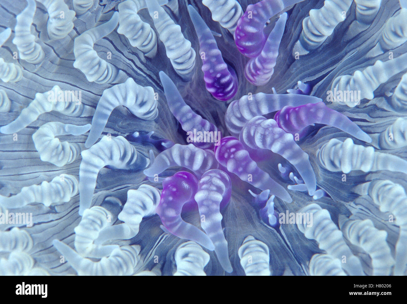 Beaded Sea Anemone (Heteractis aurora) tentacles, Indonesia Stock Photo ...