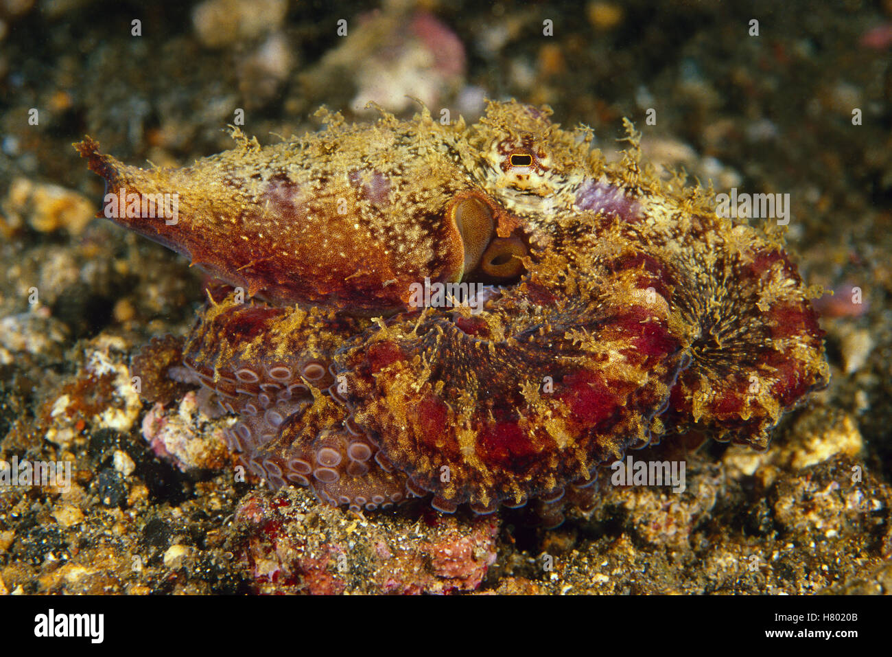 Octopus (Abdopus aculeatus) camouflaged on reef, Indonesia Stock Photo ...
