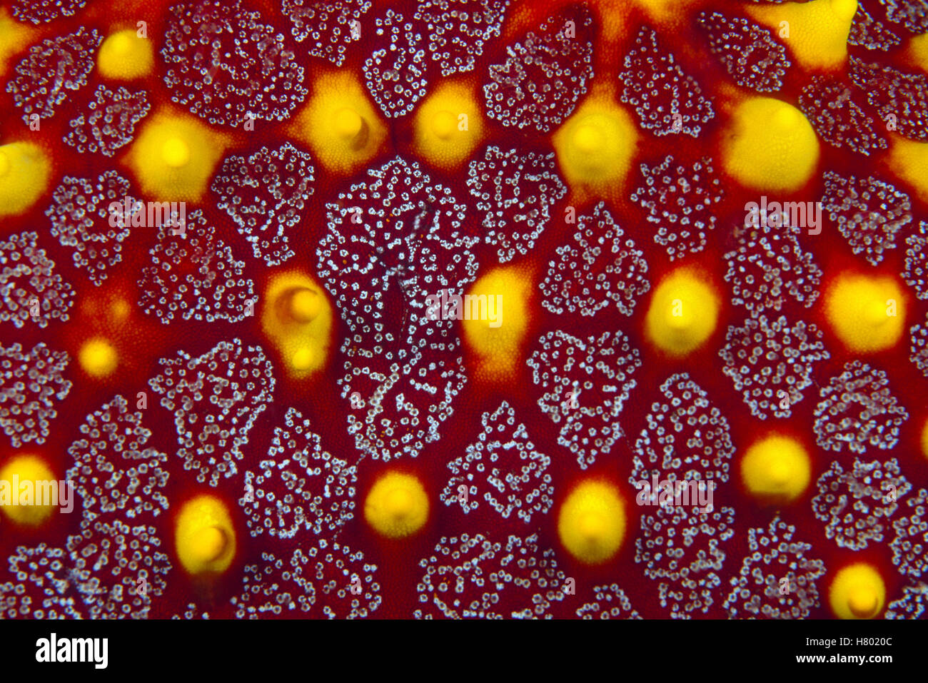 Starfish skin, Indonesia Stock Photo - Alamy
