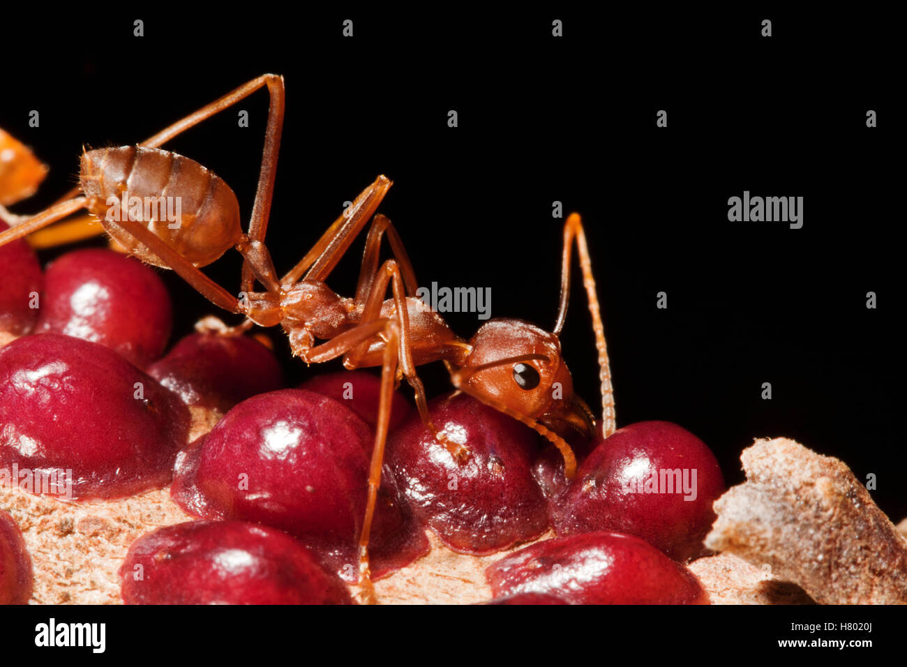 Green Tree Ant (Oecophylla smaragdina) tending to scale insects ...