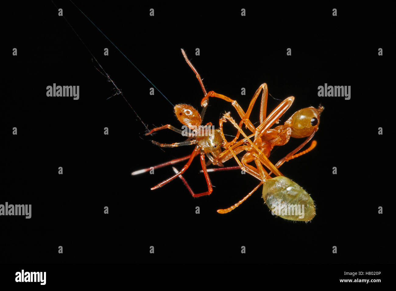 Comb Footed Spider (Theridiidae) with Green Tree Ant (Oecophylla ...