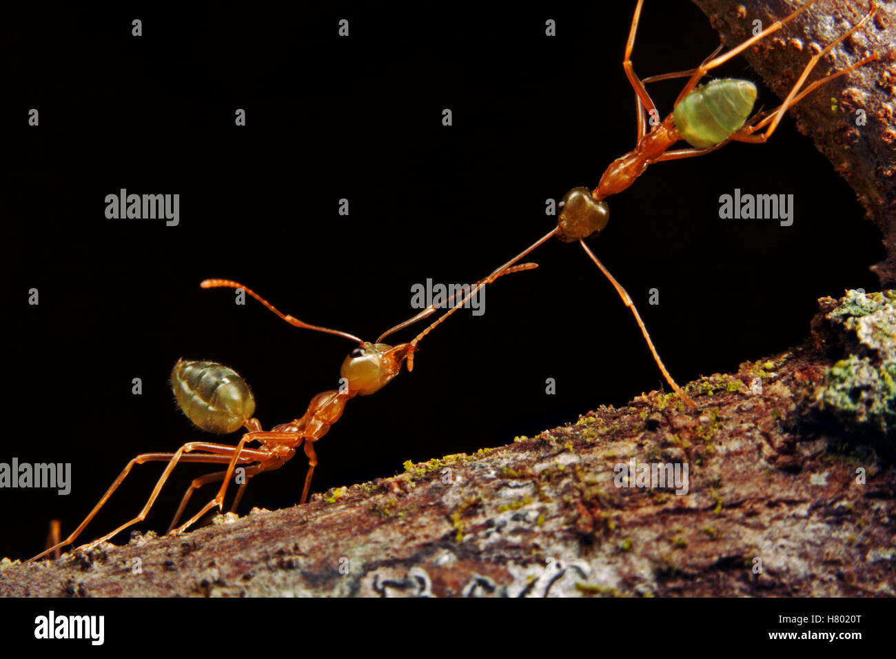 Green Tree Ant (Oecophylla smaragdina) pair from two different colonies ...