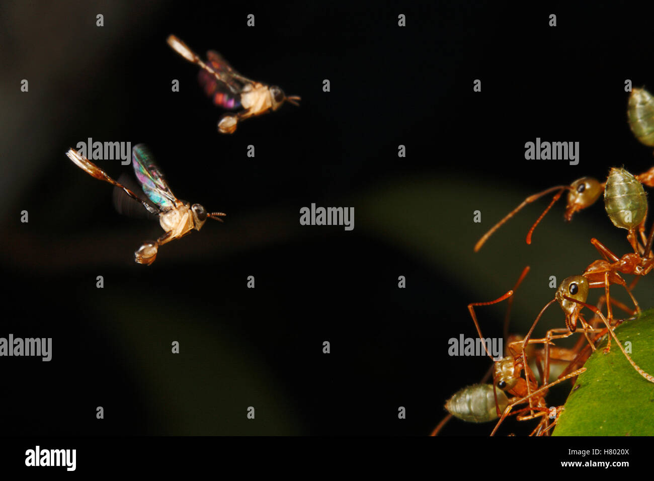 Green Tree Ant (Oecophylla smaragdina) in defensive posture as ...