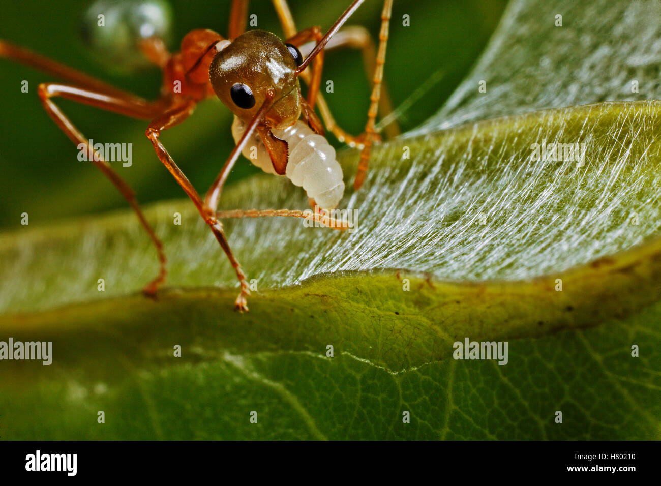 Green Tree Ant (Oecophylla smaragdina) holding silk-producing larva in ...