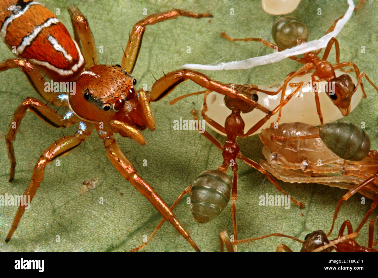 Jumping Spider (Cosmophasis bitaeniata) has infiltrated Green Tree Ant ...
