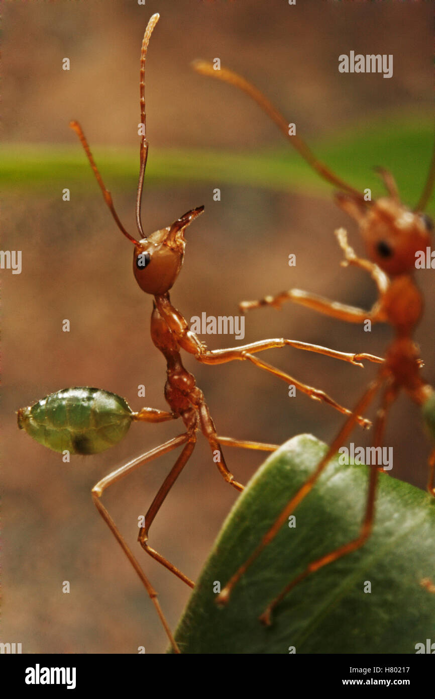 Green Tree Ant (Oecophylla smaragdina) pair in defensive posture ...