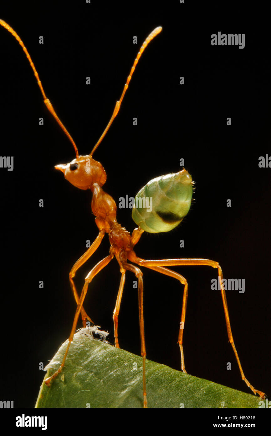 Green Tree Ant (Oecophylla smaragdina) in defensive posture, Darwin ...