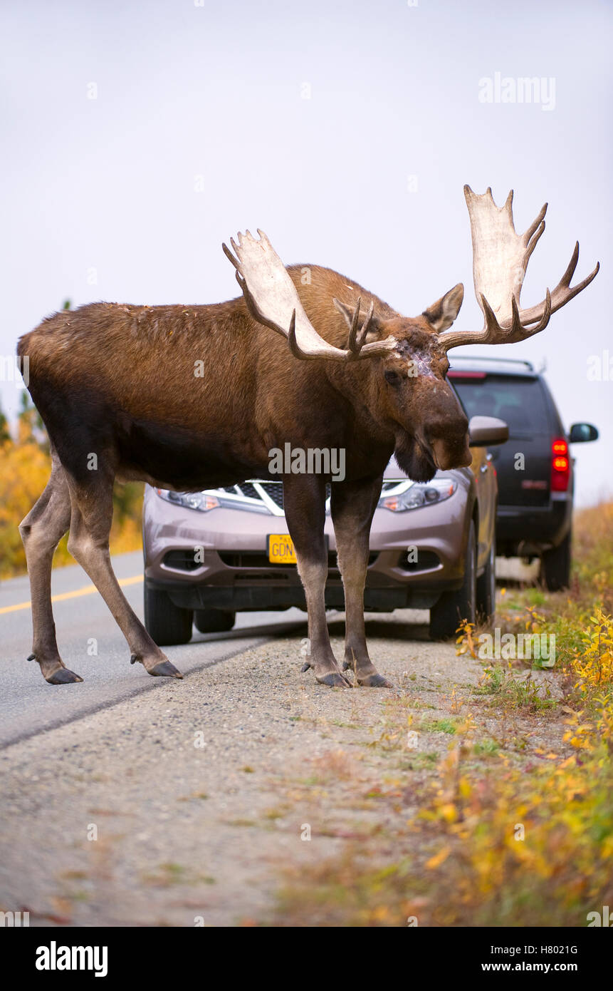 Moose In Comparison To Car