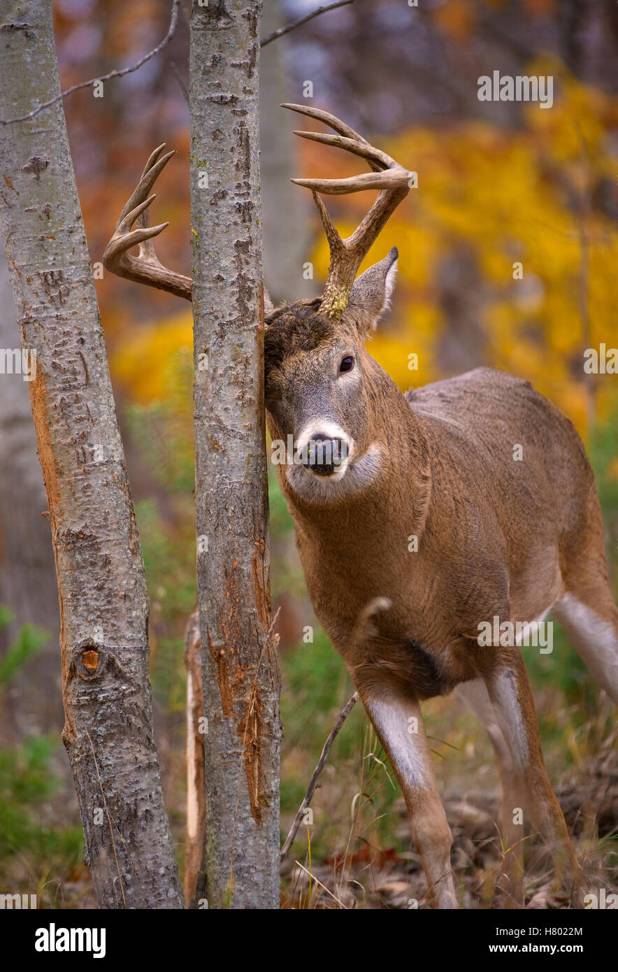 White-tailed Deer (Odocoileus virginianus) buck rubbing antlers against ...