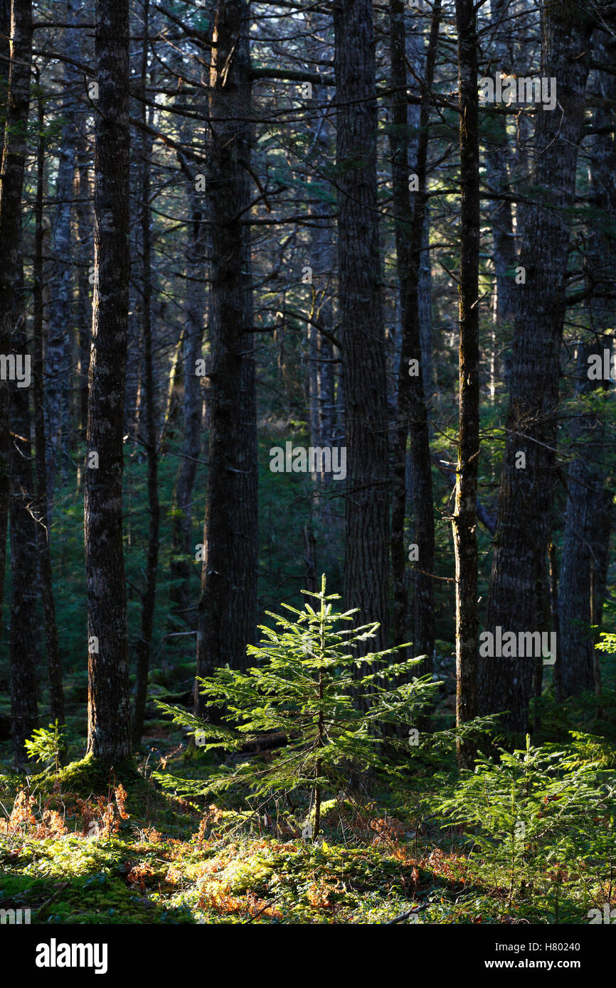 Canadian Hemlock (Tsuga canadensis) grove with sapling, Kejimkujik ...