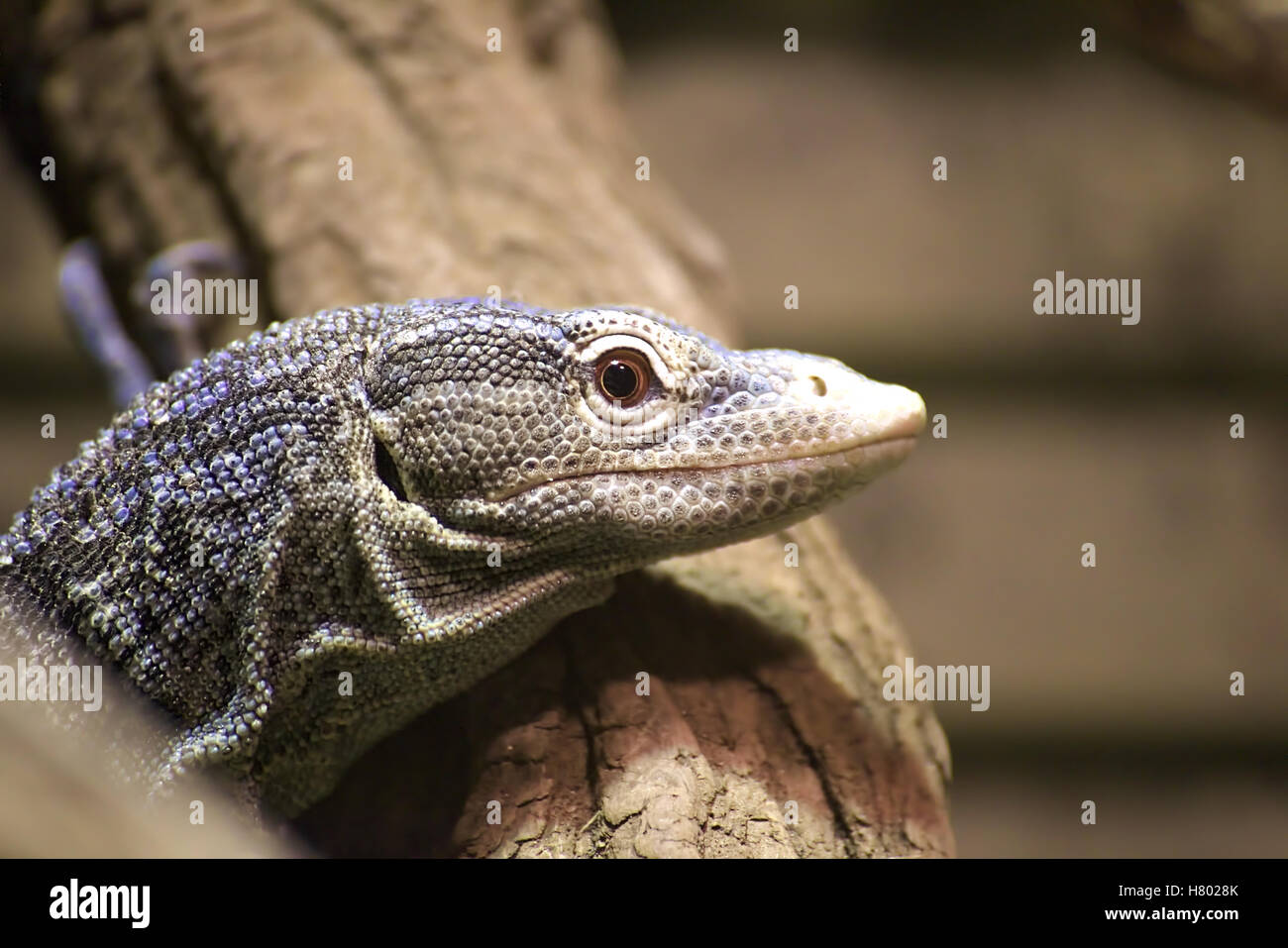 Blue tree monitor lizard hi-res stock photography and images - Alamy