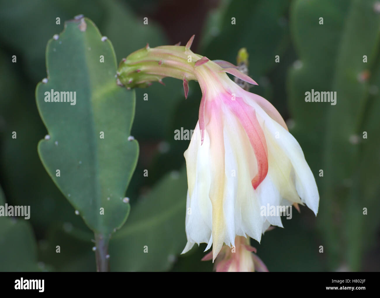 The beautiful inflorescence of a cactus plant Stock Photo - Alamy