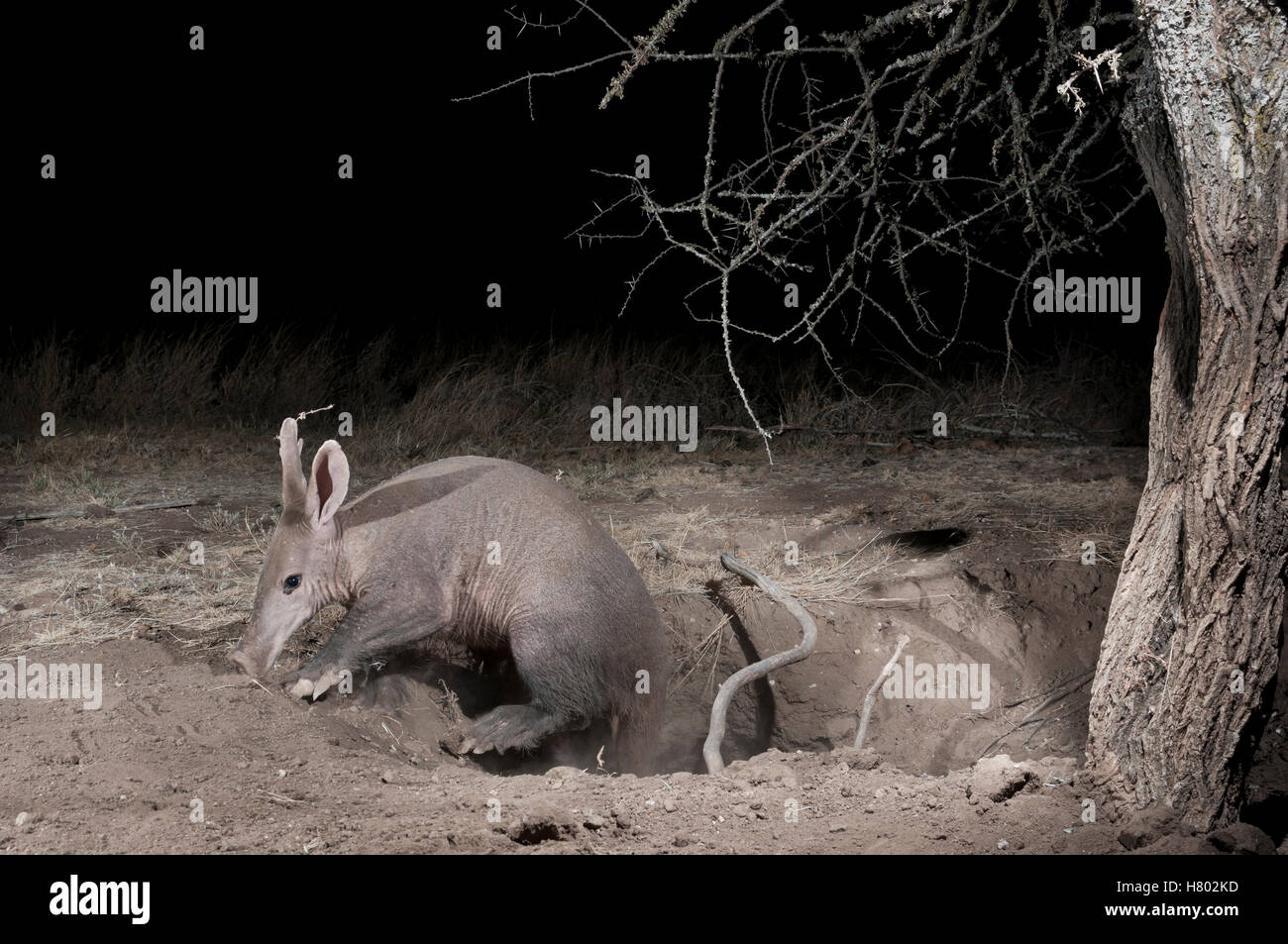 Aardvark (Orycteropus afer) young male emerging from deep burrow ...