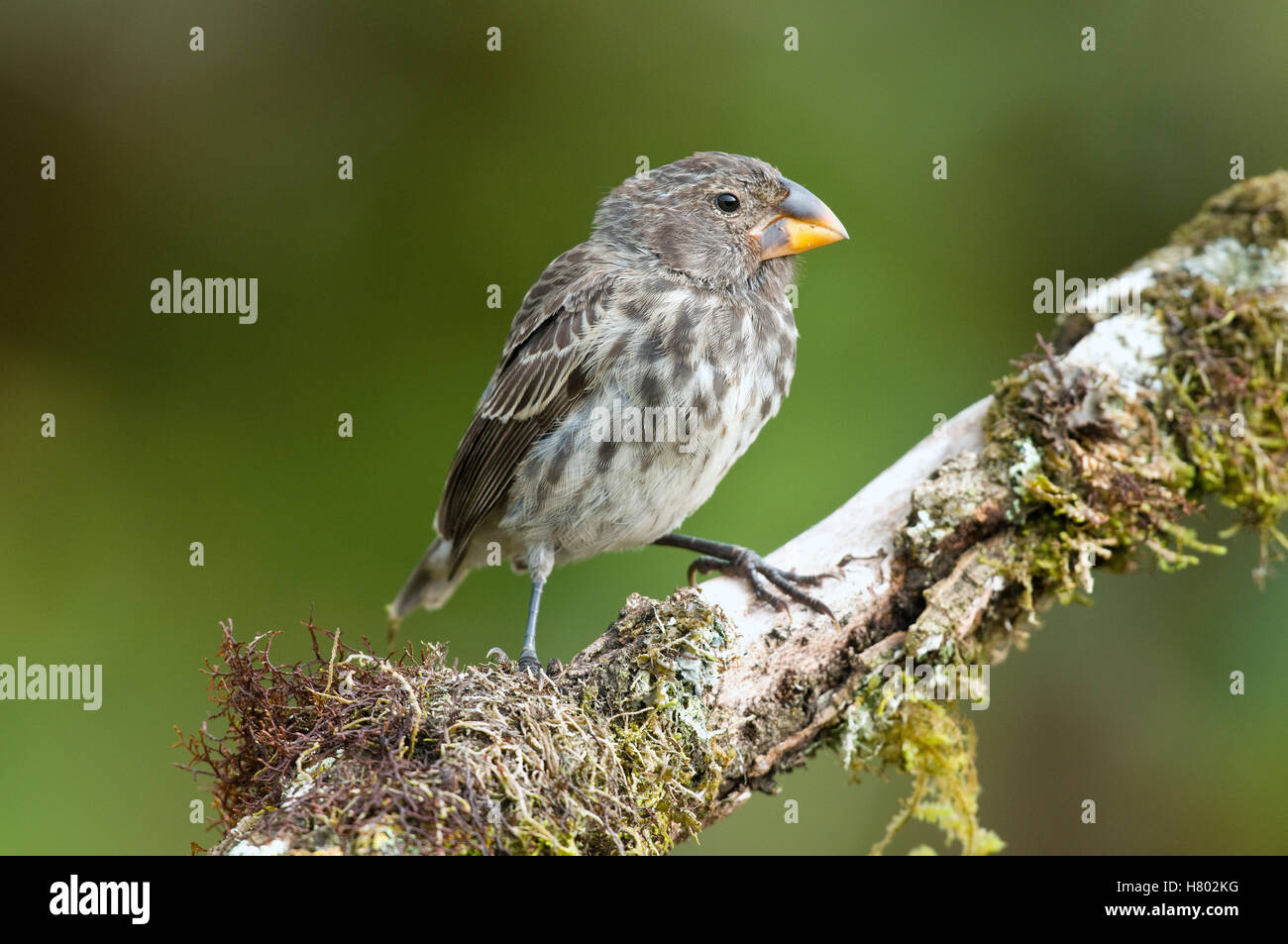 Large Ground Finch (Geospiza magnirostris), Galapagos Islands, Ecuador ...