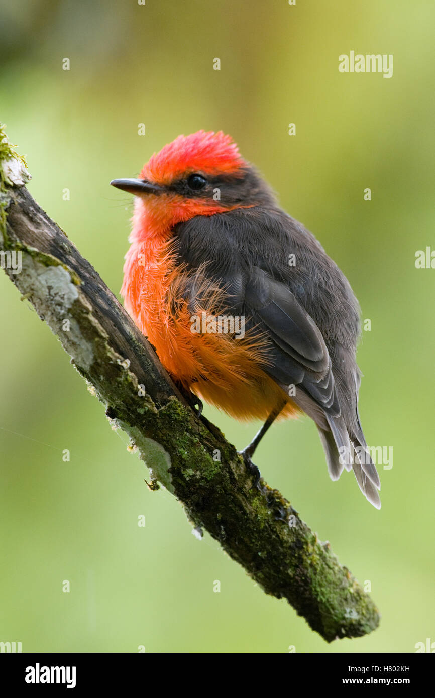 Vermilion Flycatcher (Pyrocephalus rubinus) male, Galapagos Islands ...