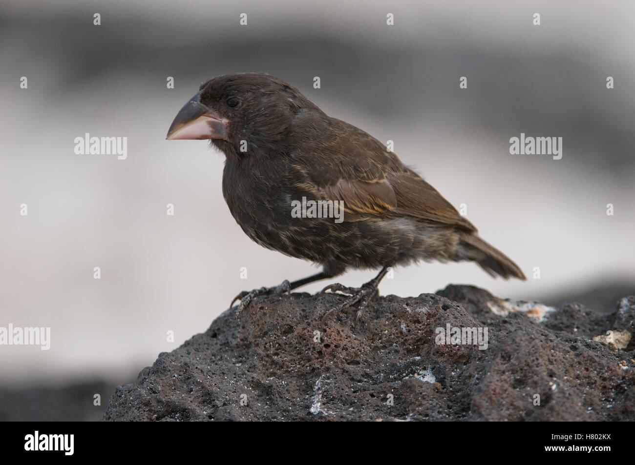 Large Ground Finch (Geospiza magnirostris), Galapagos Islands, Ecuador ...
