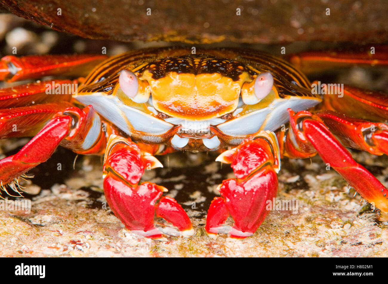 Sally Lightfoot Crab (Grapsus grapsus), Galapagos Islands, Ecuador ...