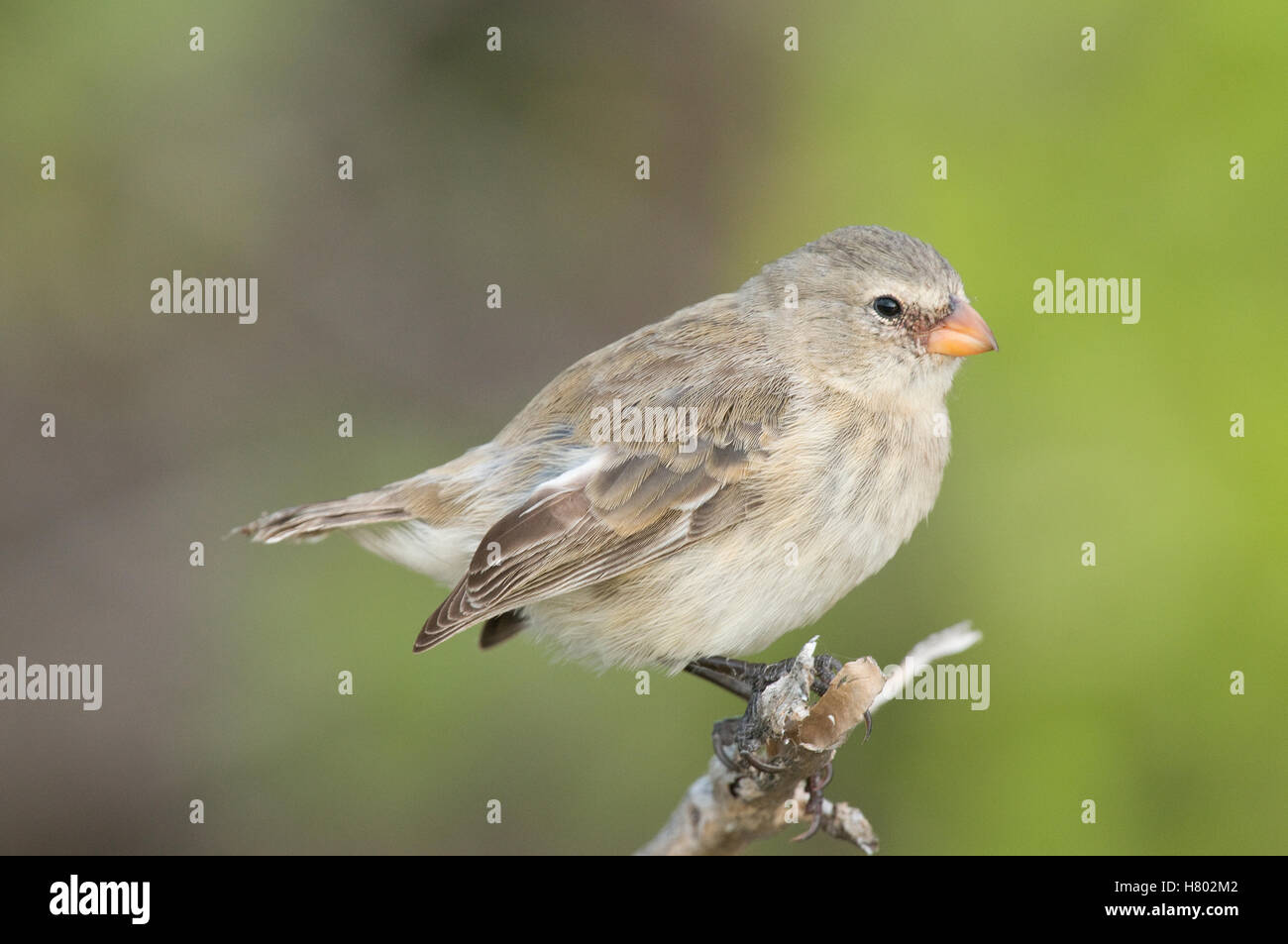 Small Tree-Finch (Camarhynchus parvulus), Galapagos Islands, Ecuador ...