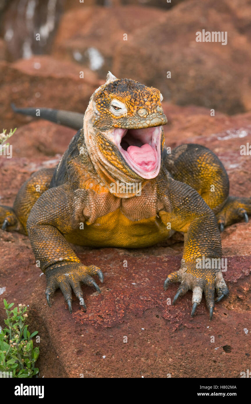 Galapagos Land Iguana (Conolophus subcristatus) yawning, Galapagos ...