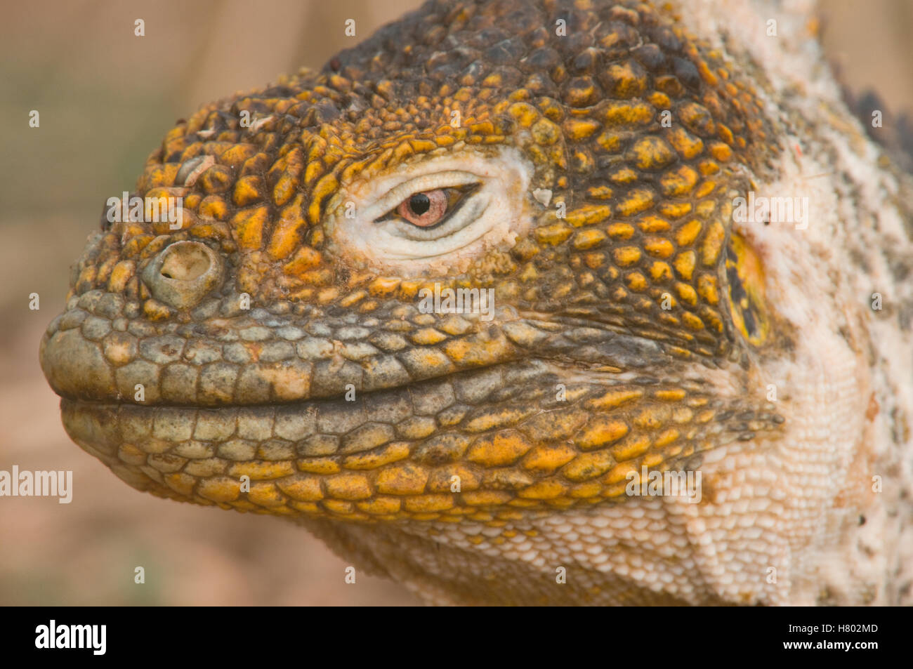 Galapagos Land Iguana (Conolophus subcristatus), Galapagos Islands ...