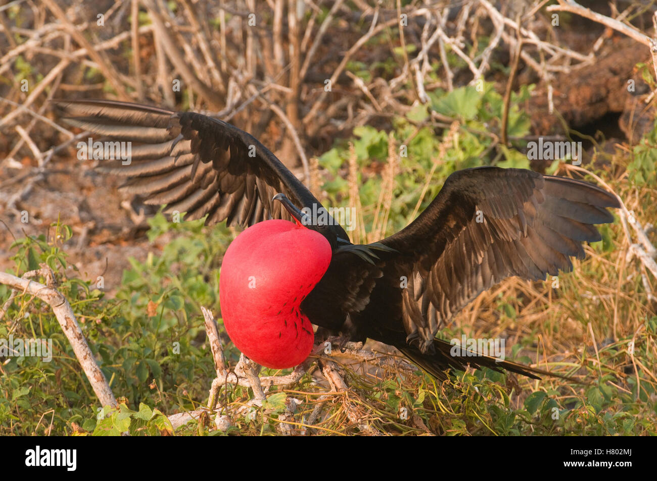 Magnificent Frigatebird (Fregata magnificens) male displaying with ...