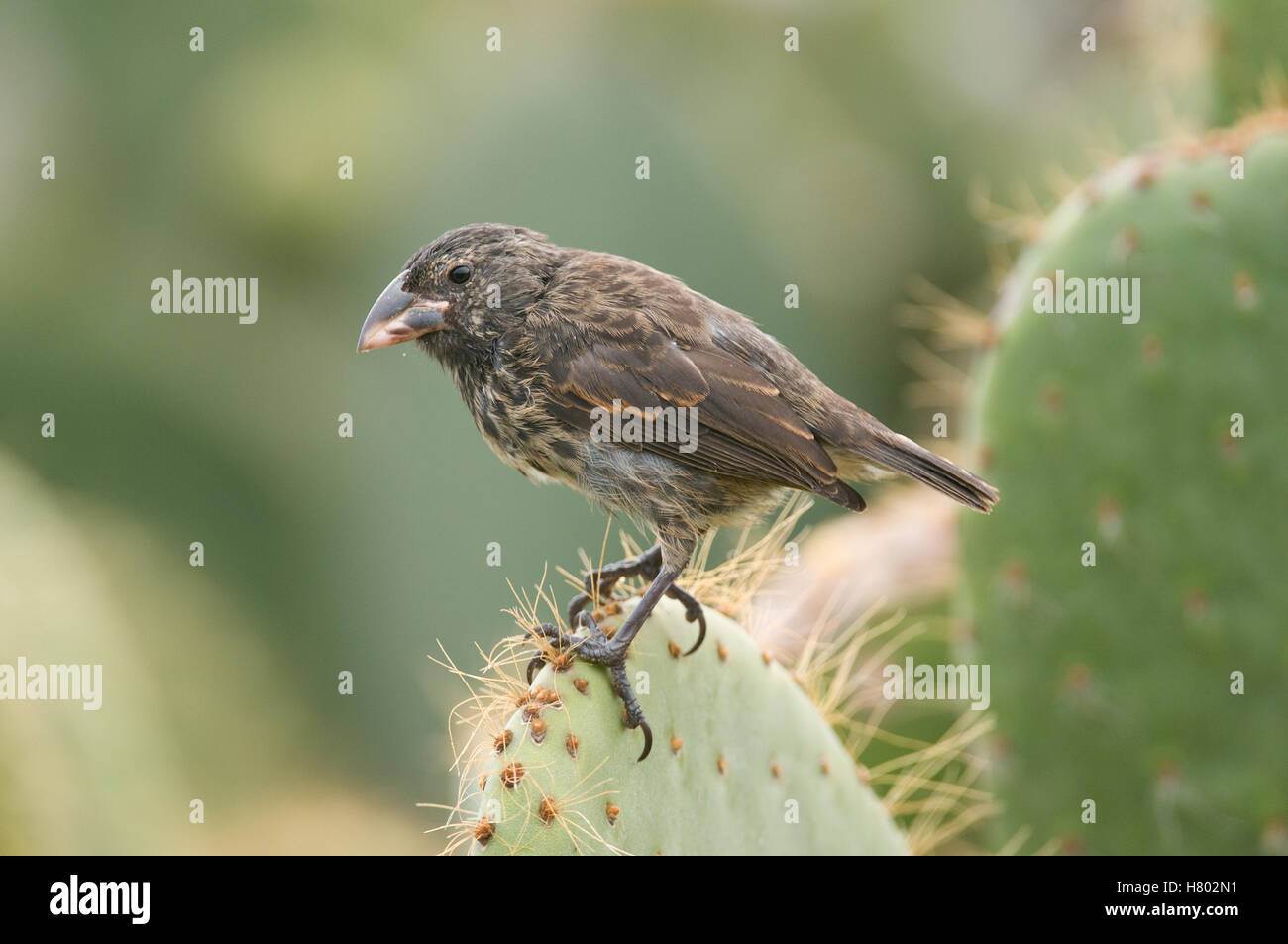 Medium Ground-Finch (Geospiza fortis) on cactus, Galapagos Islands ...