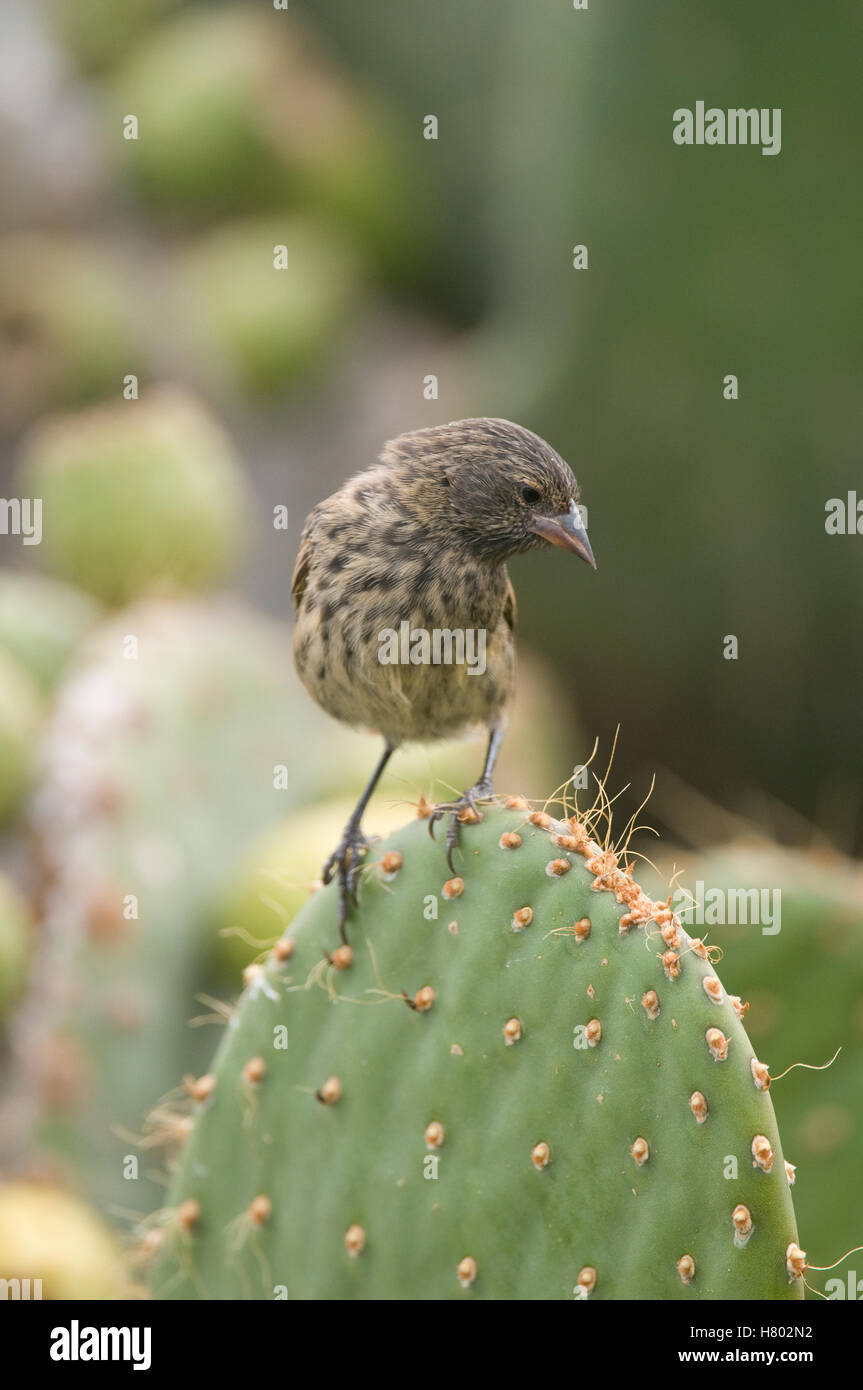 Sharp-beaked Ground-Finch (Geospiza difficilis) female on cactus ...