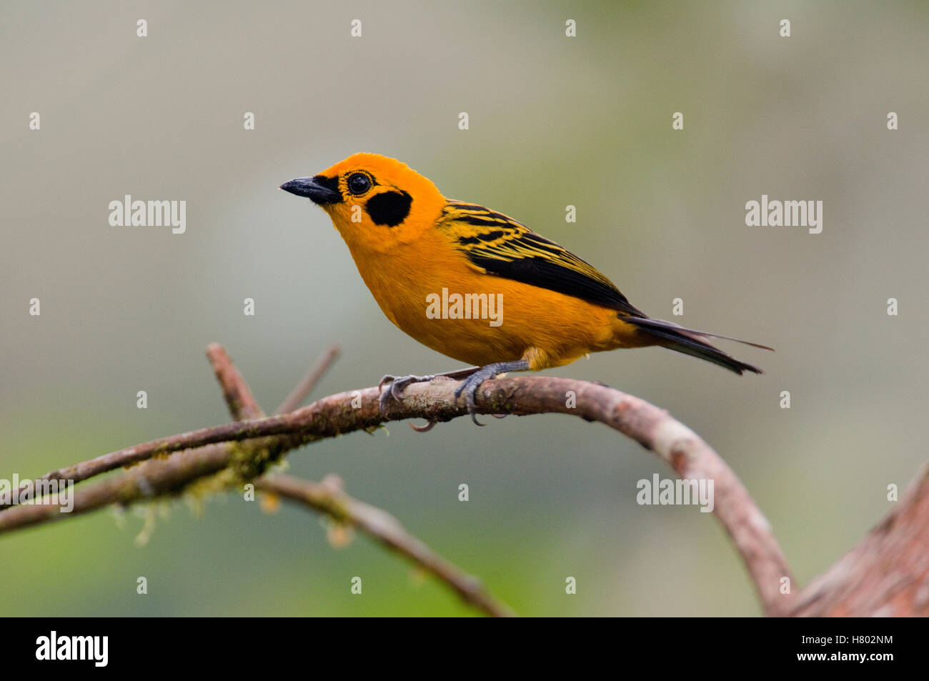 Golden Tanager (Tangara arthus), Ecuador Stock Photo - Alamy