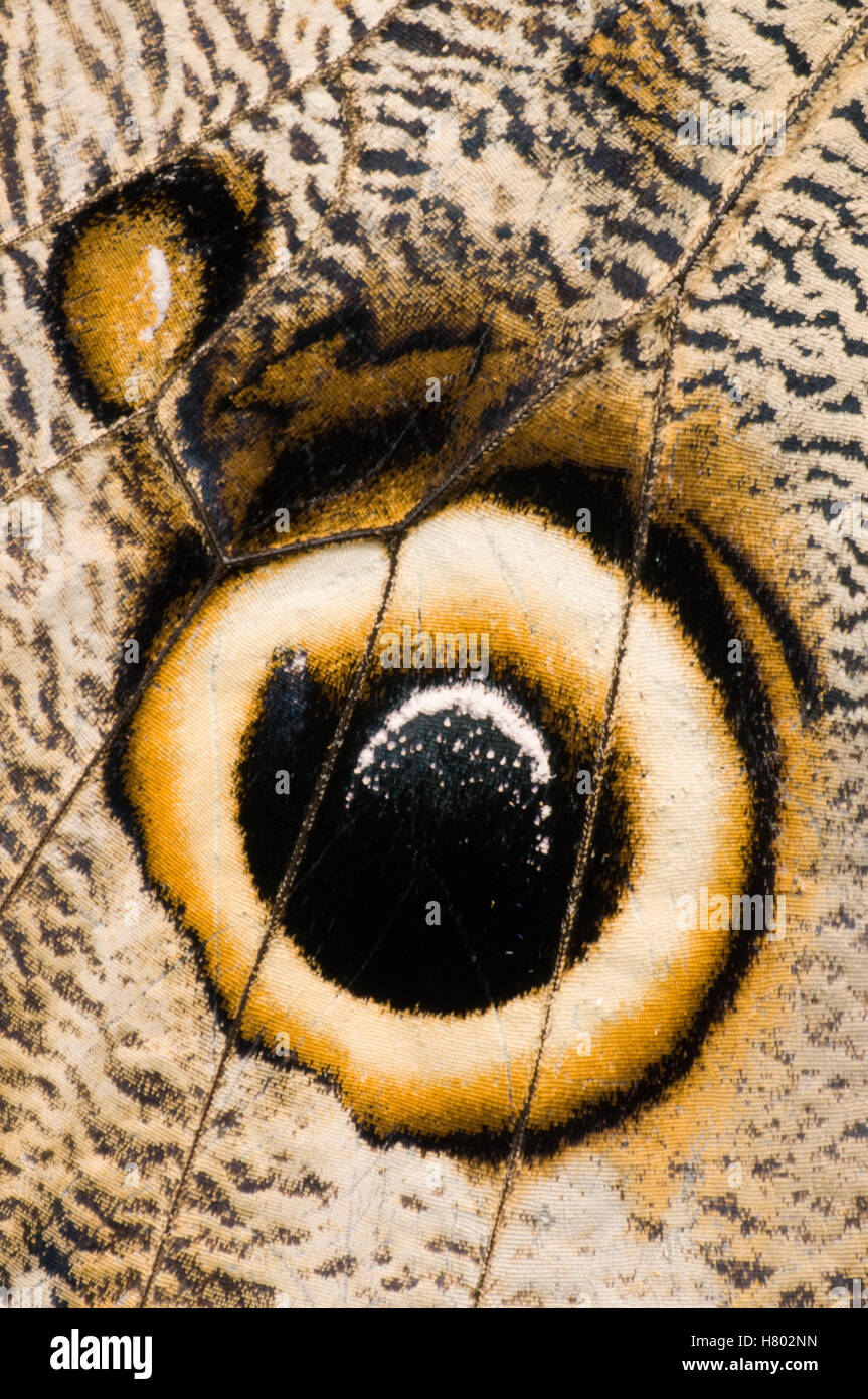 Atreus Owl (Caligo atreus) butterfly wing with false eyespot, Ecuador ...