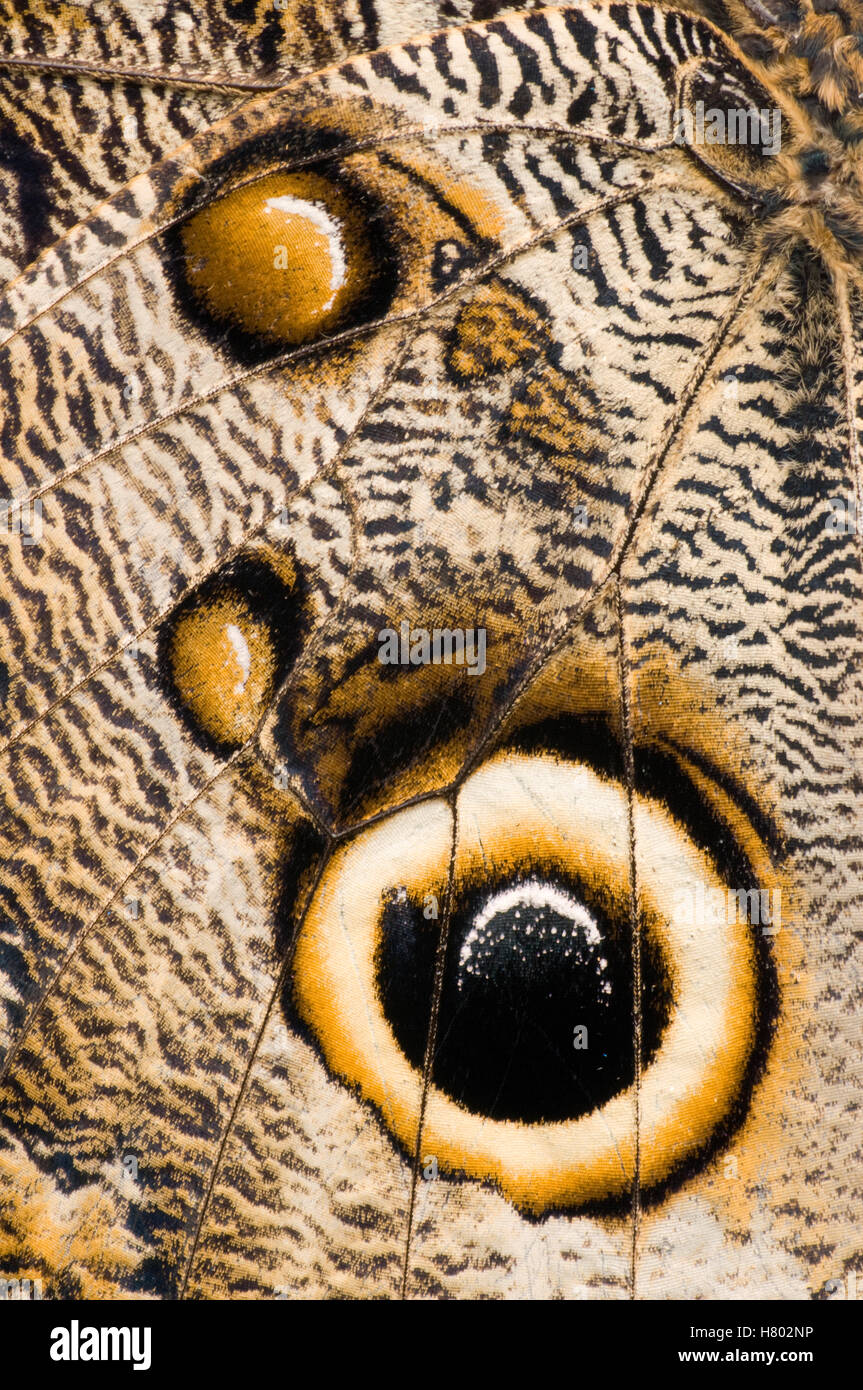 Atreus Owl (Caligo atreus) butterfly wing with false eyespot, Ecuador ...