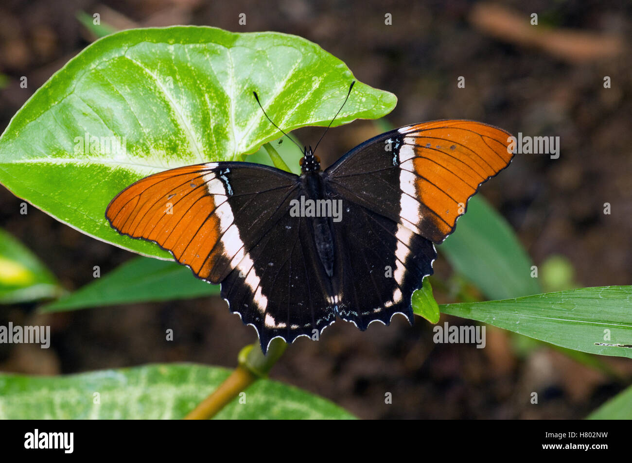 Rusty-tipped Page (Siproeta epaphus) butterfly, Ecuador Stock Photo - Alamy