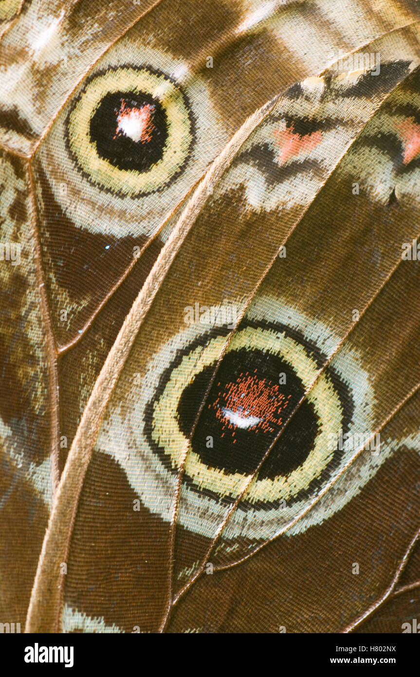 Blue Morpho (Morpho peleides) butterfly wing with false eyespots ...