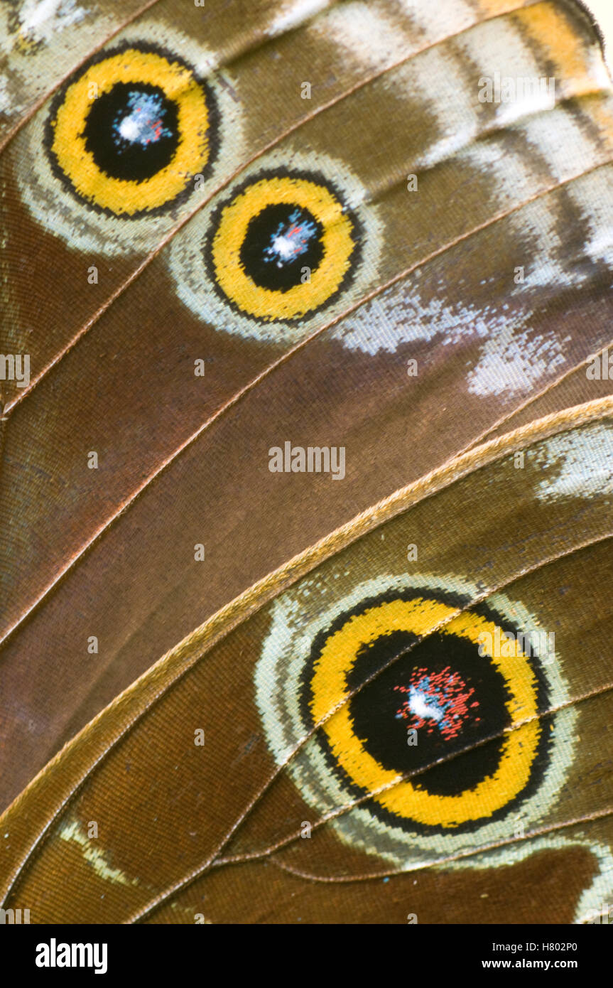Blue Morpho (Morpho peleides) butterfly wing with false eyespots ...
