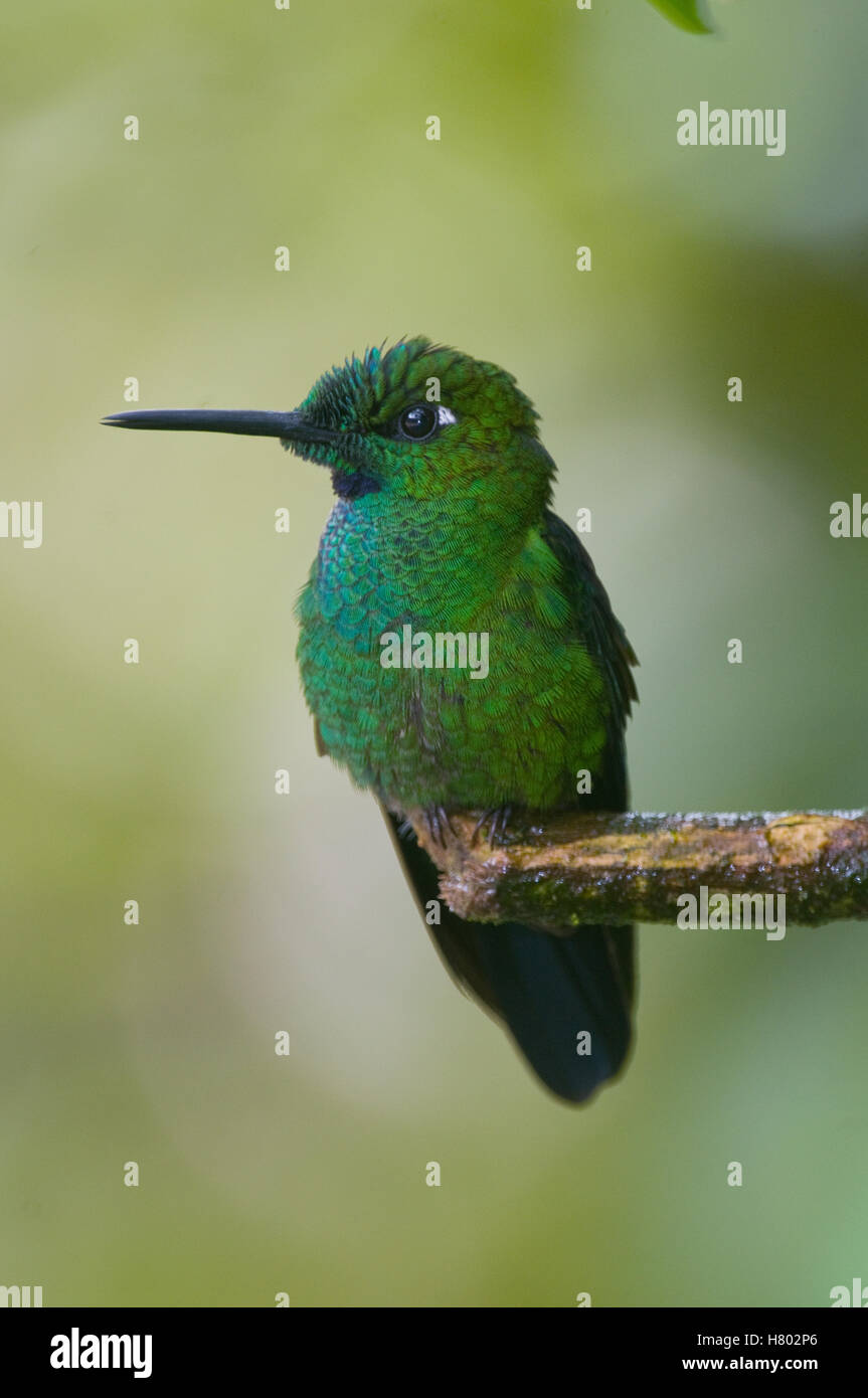 Empress Brilliant (Heliodoxa imperatrix) hummingbird, Ecuador Stock ...