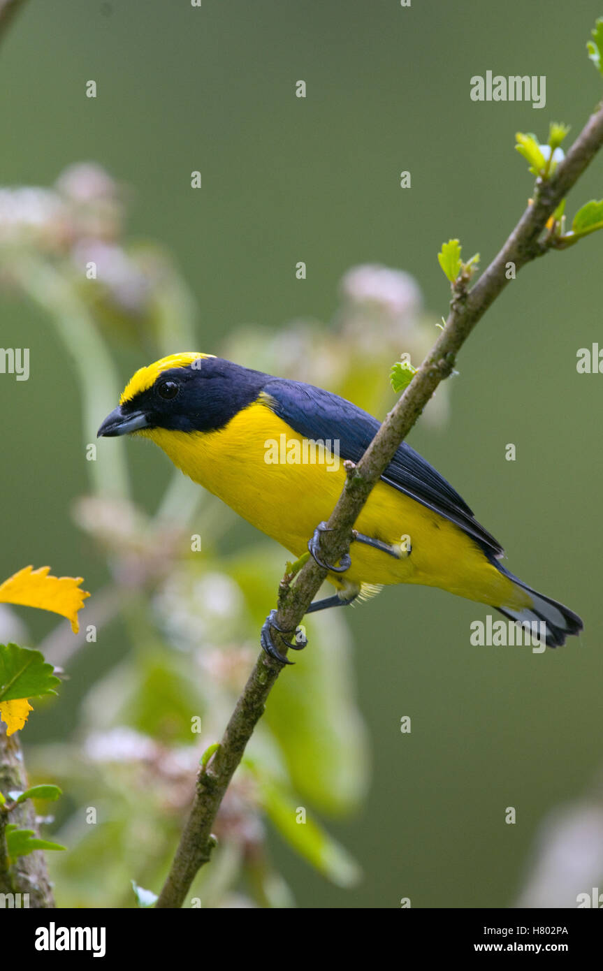 Thick-billed Euphonia (Euphonia laniirostris), Ecuador Stock Photo - Alamy Thick-billed Euphonia (Euphonia laniirostris), Ecuador Stock Photo - Alamy