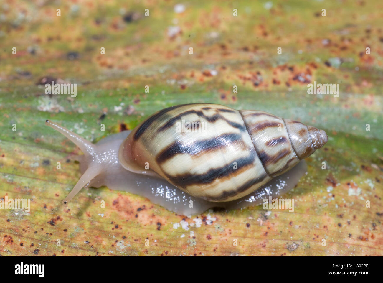 Land Snail (Drymaeus sp), Ecuador Stock Photo - Alamy