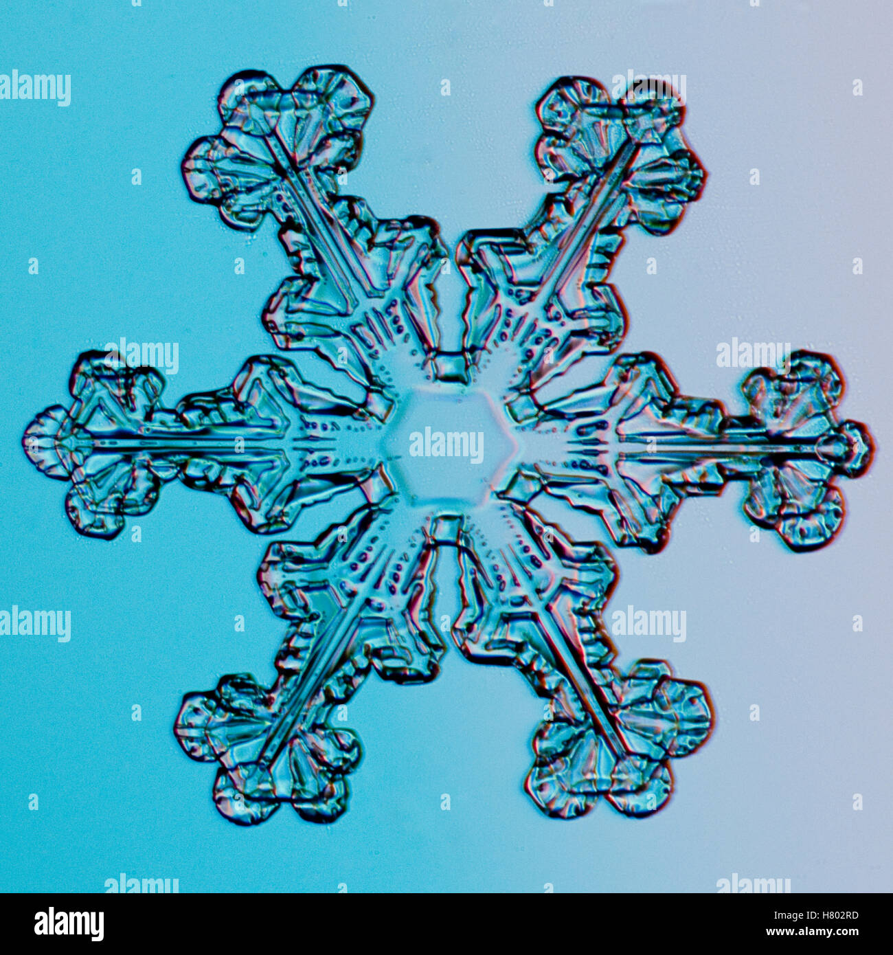 Snowflake seen through microscope Stock Photo - Alamy