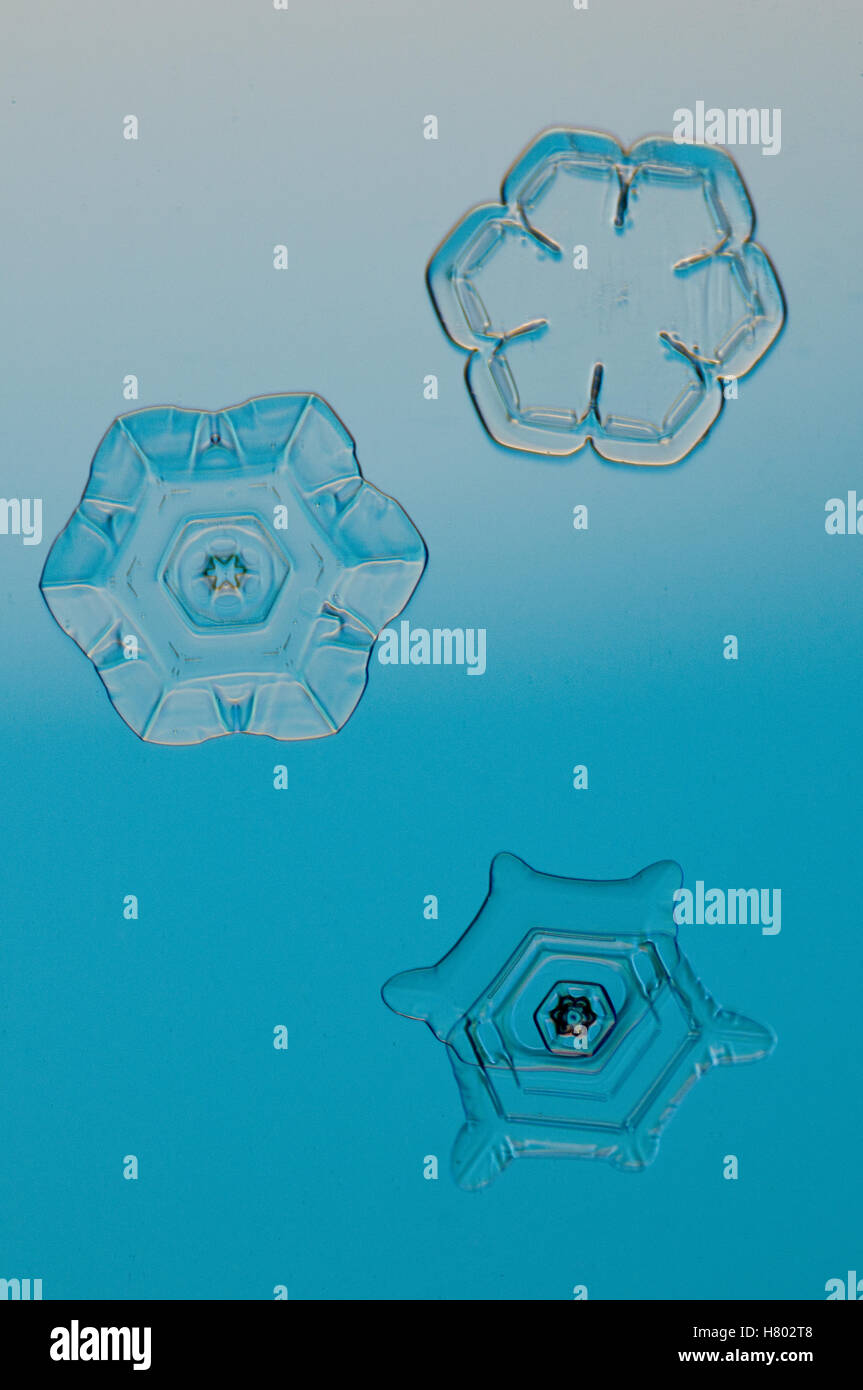 Snowflakes seen through microscope Stock Photo - Alamy