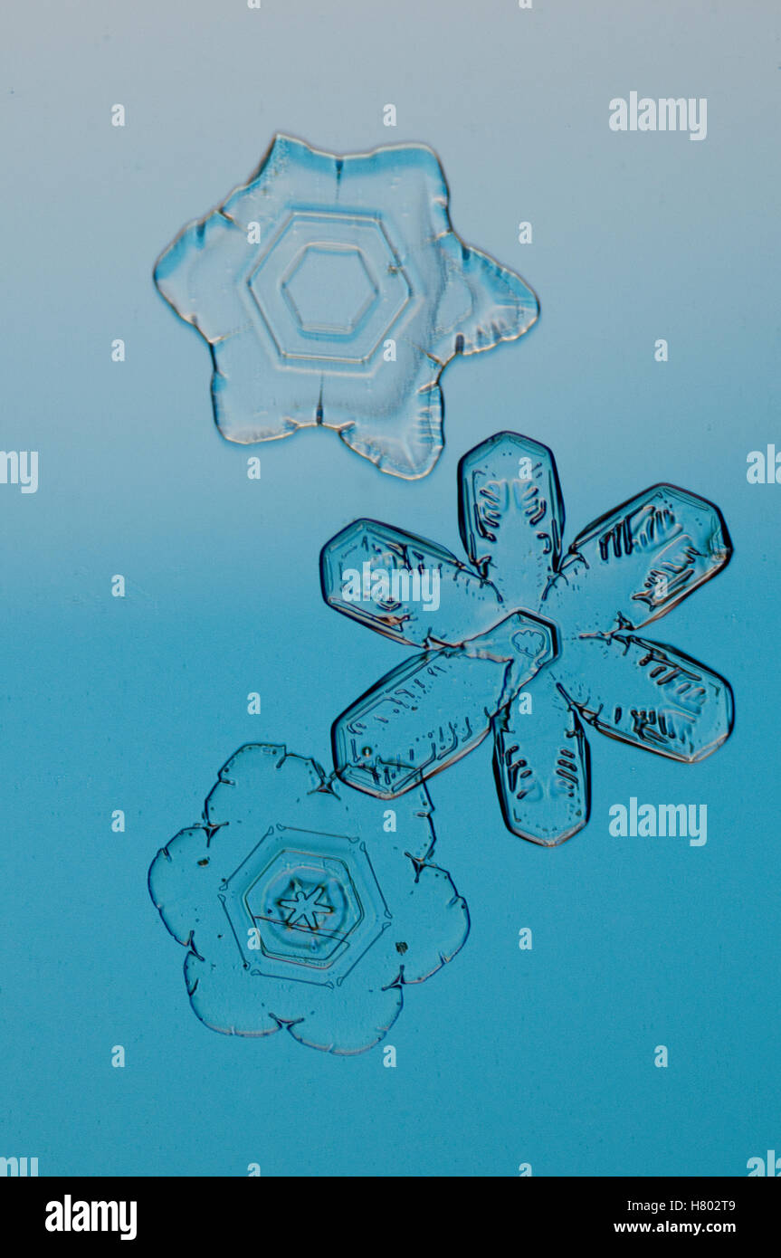 Snowflakes seen through microscope Stock Photo - Alamy