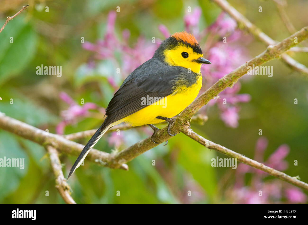 Collared Redstart (Myioborus torquatus), Costa Rica Stock Photo - Alamy