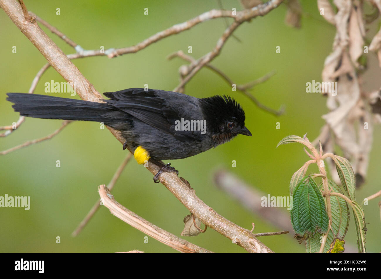 Yellow-thighed Finch (Pselliophorus tibialis), Costa Rica Stock Photo ...