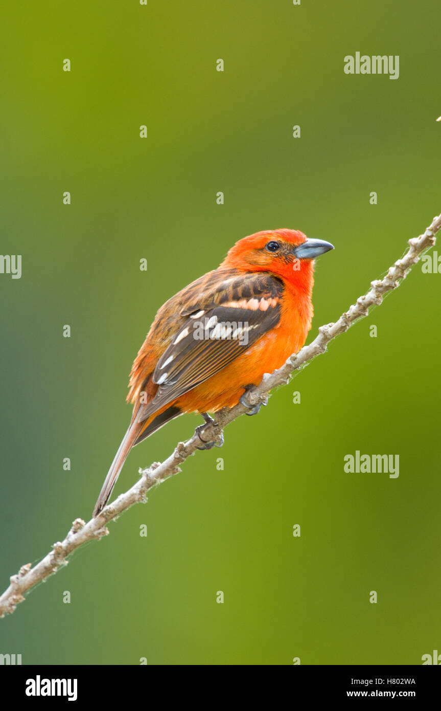 Flame-colored Tanager (Piranga bidentata) male, Costa Rica Stock Photo ...